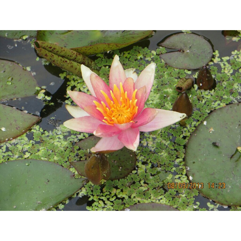 Nymphaea 'Sioux'