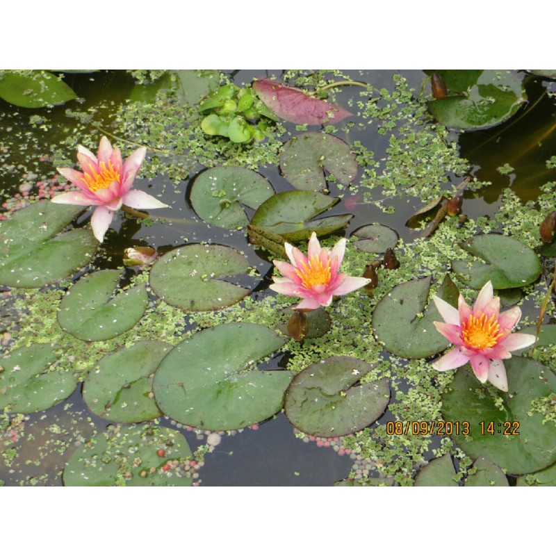 Nymphaea 'Sioux'