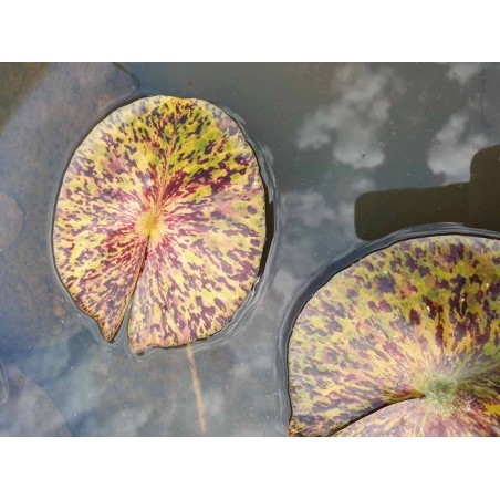 Nymphaea 'Yellow Watermelon'