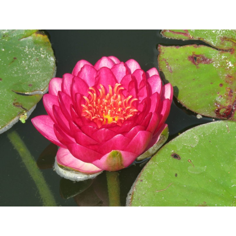 Nymphaea Manee Red