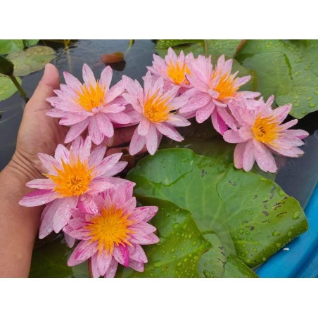 Nymphaea 'Pink Spot'