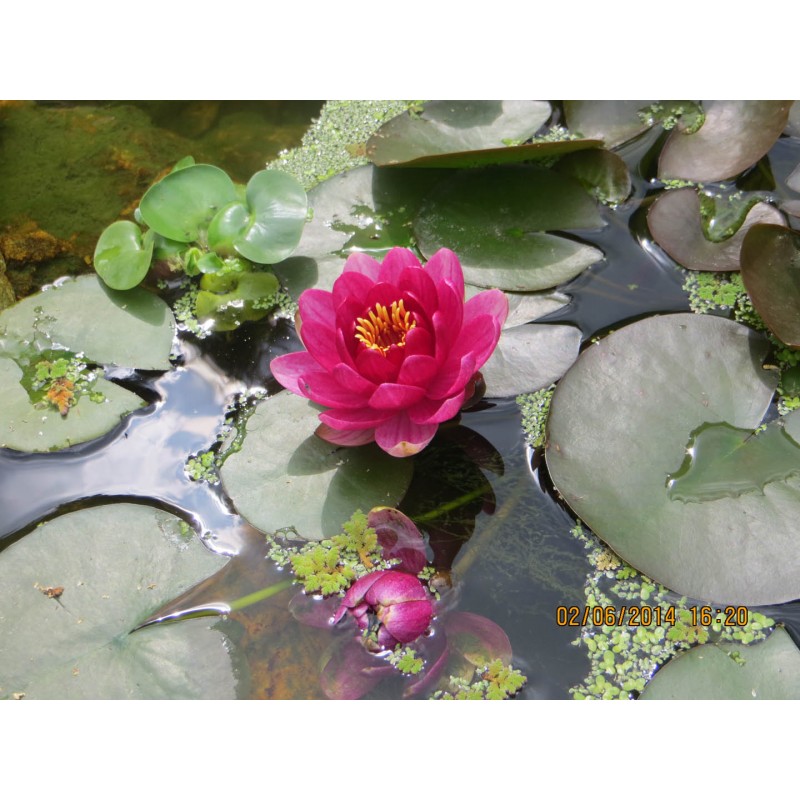 Nymphaea Perry's Baby Red