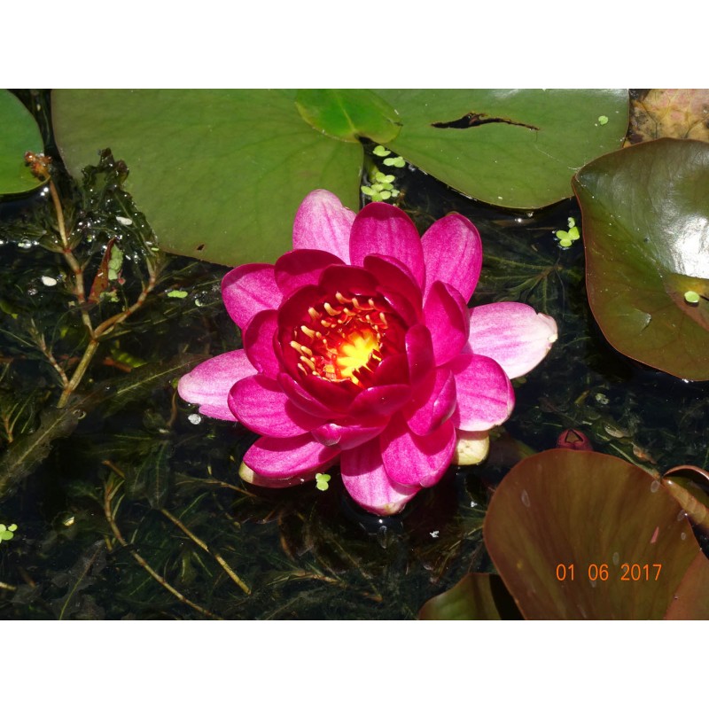 Nymphaea Perry's Baby Red