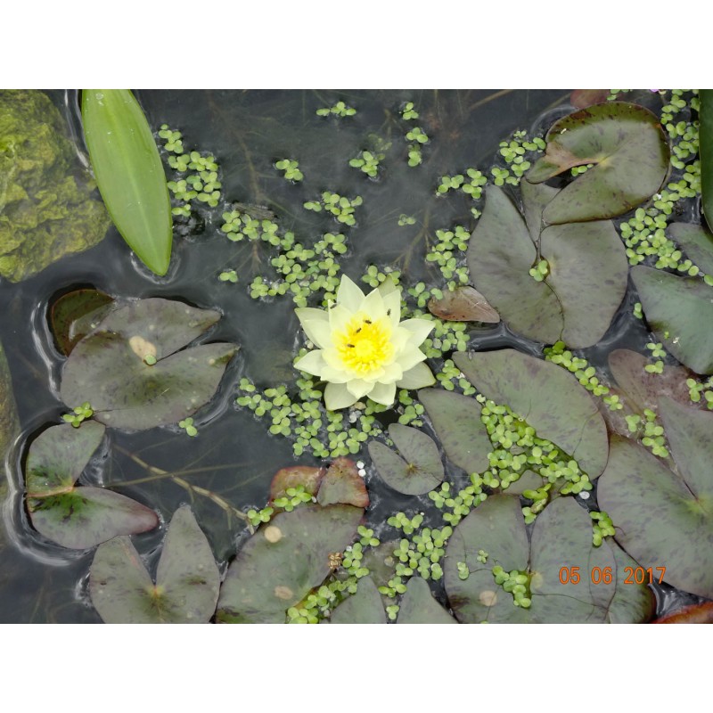 Nymphaea 'Pygmaea Helvola'