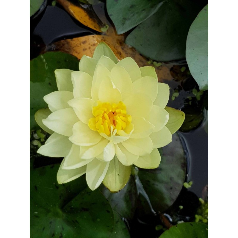 Nymphaea 'Lemon Chiffon'