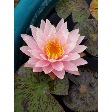 Nymphaea 'Myra'