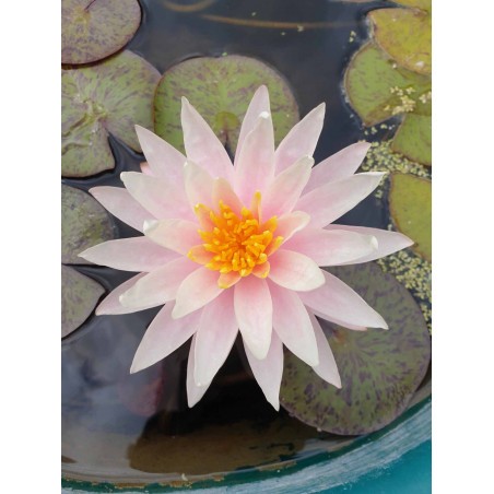 Nymphaea 'Myra'