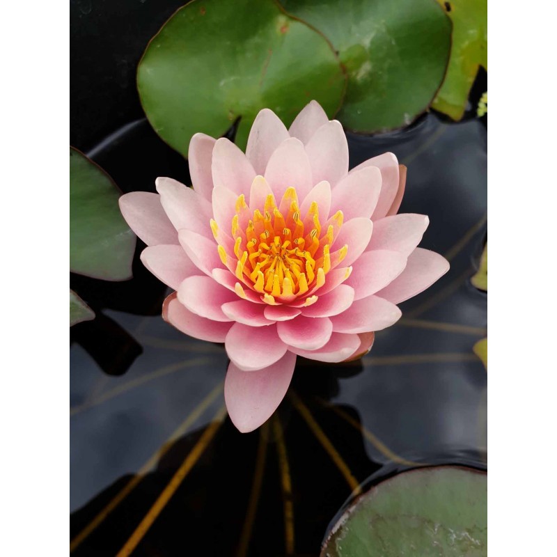 Nymphaea 'Pink Beauty'