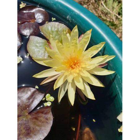 Nymphaea 'Pinwaree'