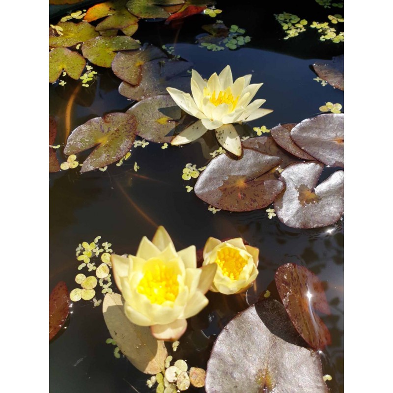 Nymphaea 'Pygmaea Helvola'