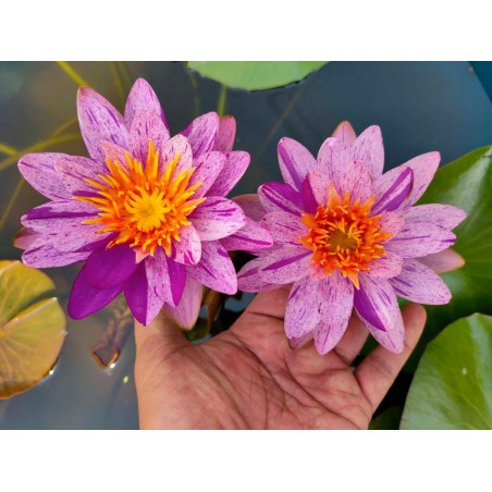 Nymphaea 'Amethyst crystal'