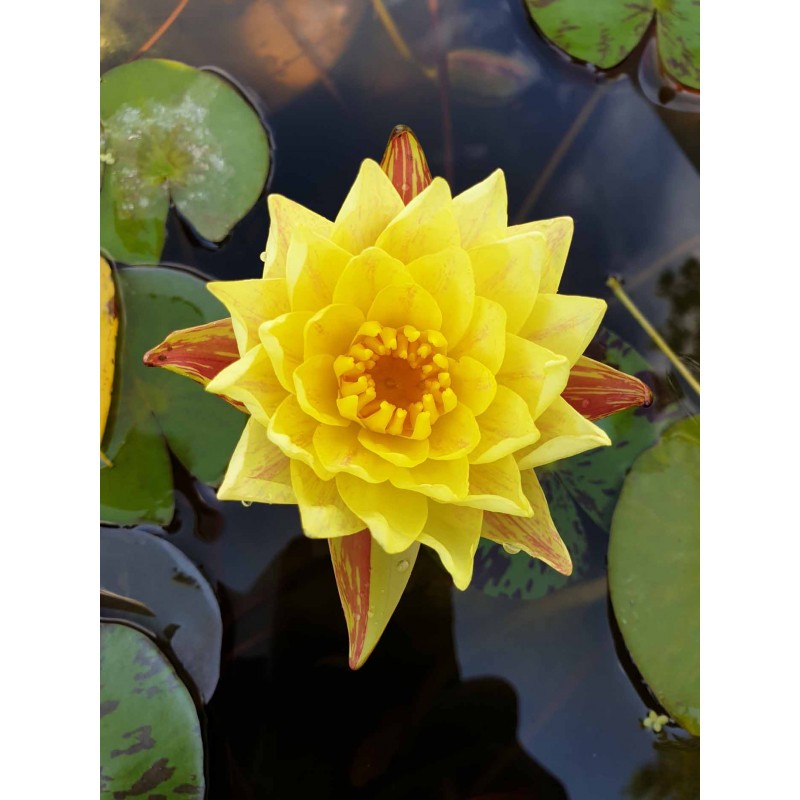 Nymphaea 'Paranee'