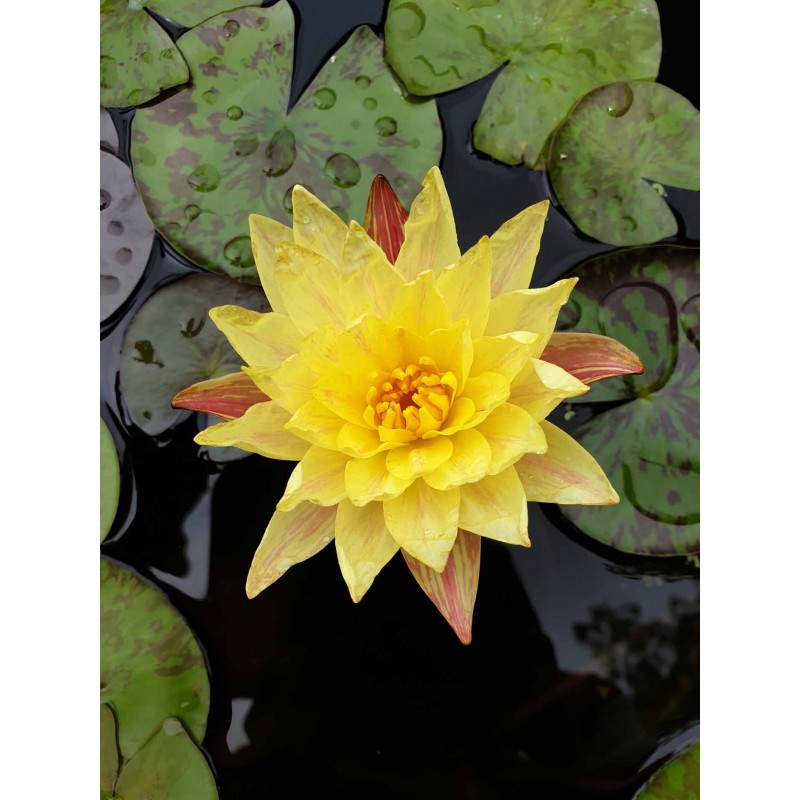 Nymphaea 'Paranee'