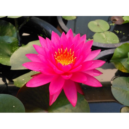 Nymphaea 'pathumma pink'