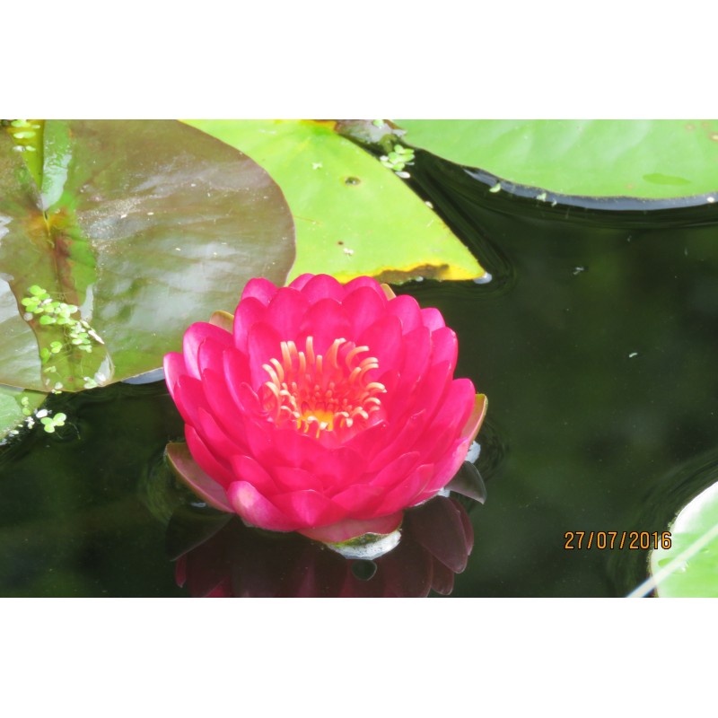Nymphaea Manee Red