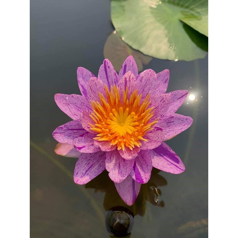 Nymphaea 'Amethyst crystal'
