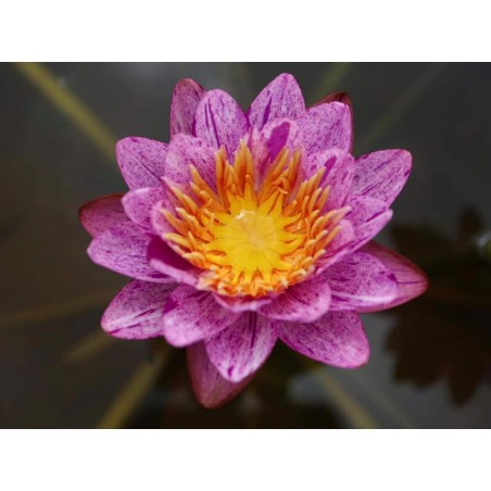 Nymphaea 'Amethyst crystal'
