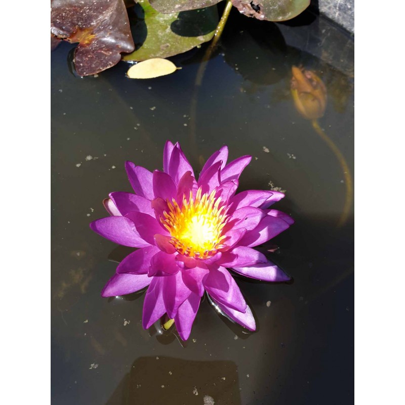 Nymphaea 'Violicious'