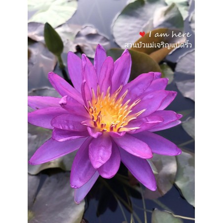 Nymphaea 'Violicious'