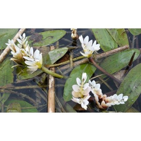 Aponogeton distachyos