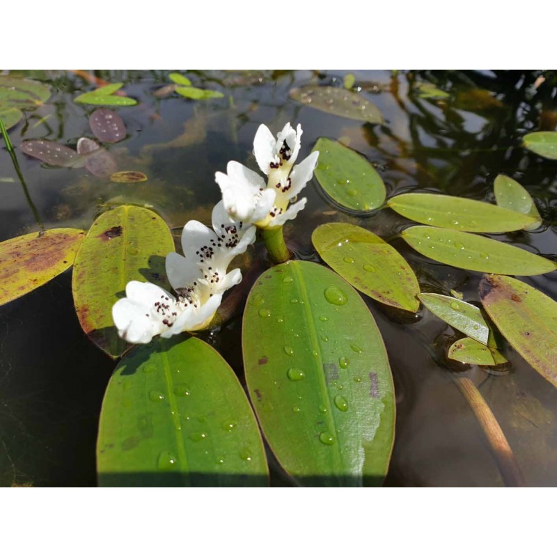 Aponogeton distachyos