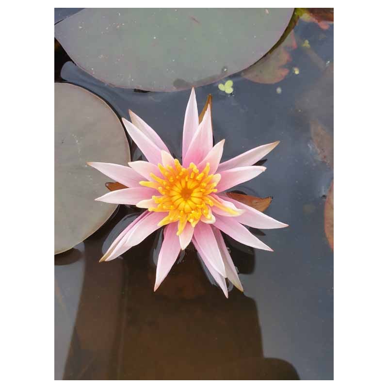 Nymphaea 'Dallas Pink'
