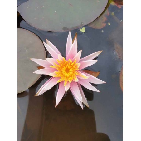 Nymphaea 'Dallas Pink'