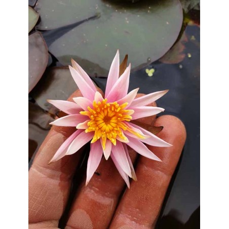 Nymphaea 'Dallas Pink'