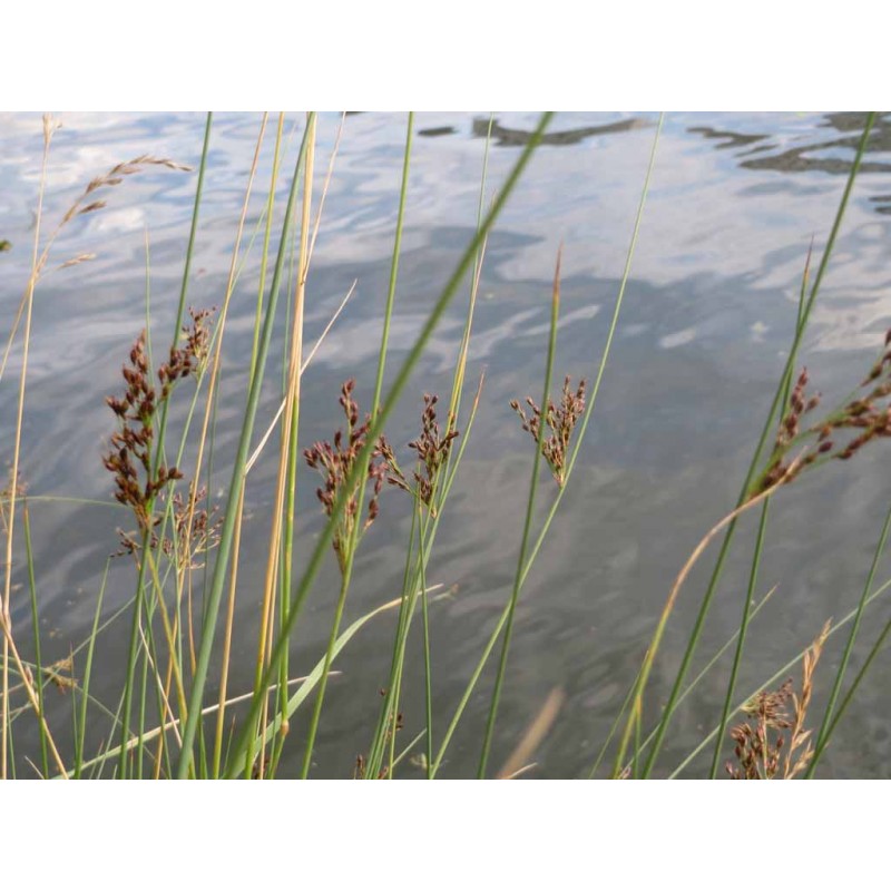 Juncus inflexus glaucus